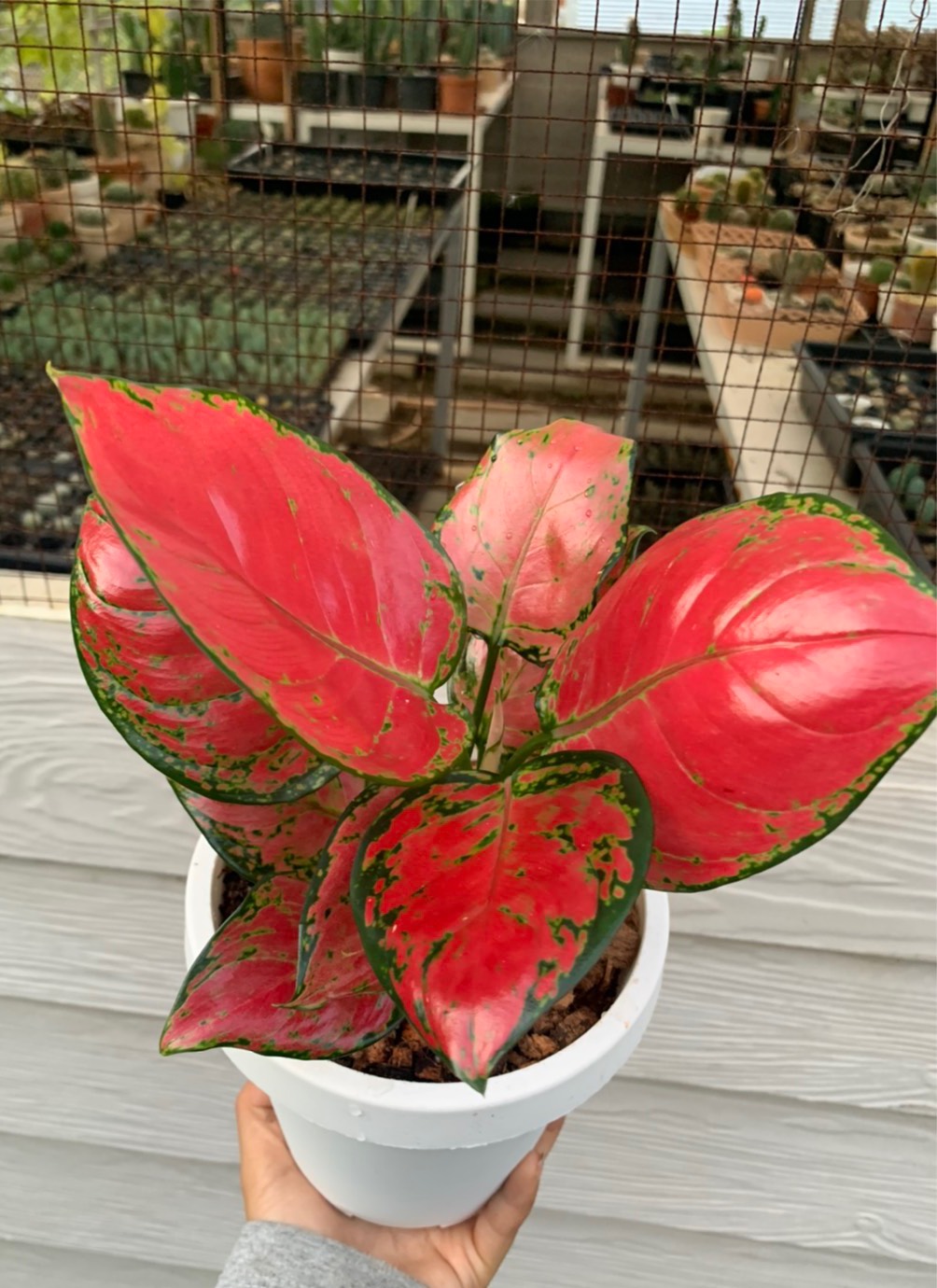 Aglaonema Super Red อโกลนีมา ซุปเปอร์เรด ในกระถาง 6 นิ้วสีขาว #ต้นไม้ ...
