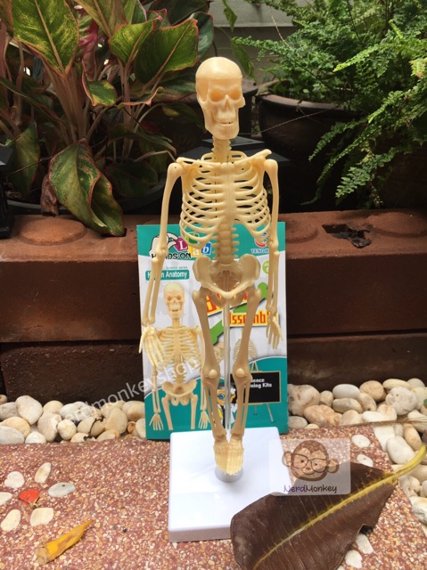 โมเดลโครงกระดูกของมนุษย์ ศึกษา My Skeleton ของเล่นเพื่อการศึกษา ...