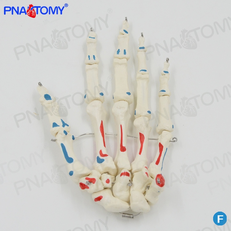 Human body the skeleton structure of palm anatomical model medical ...