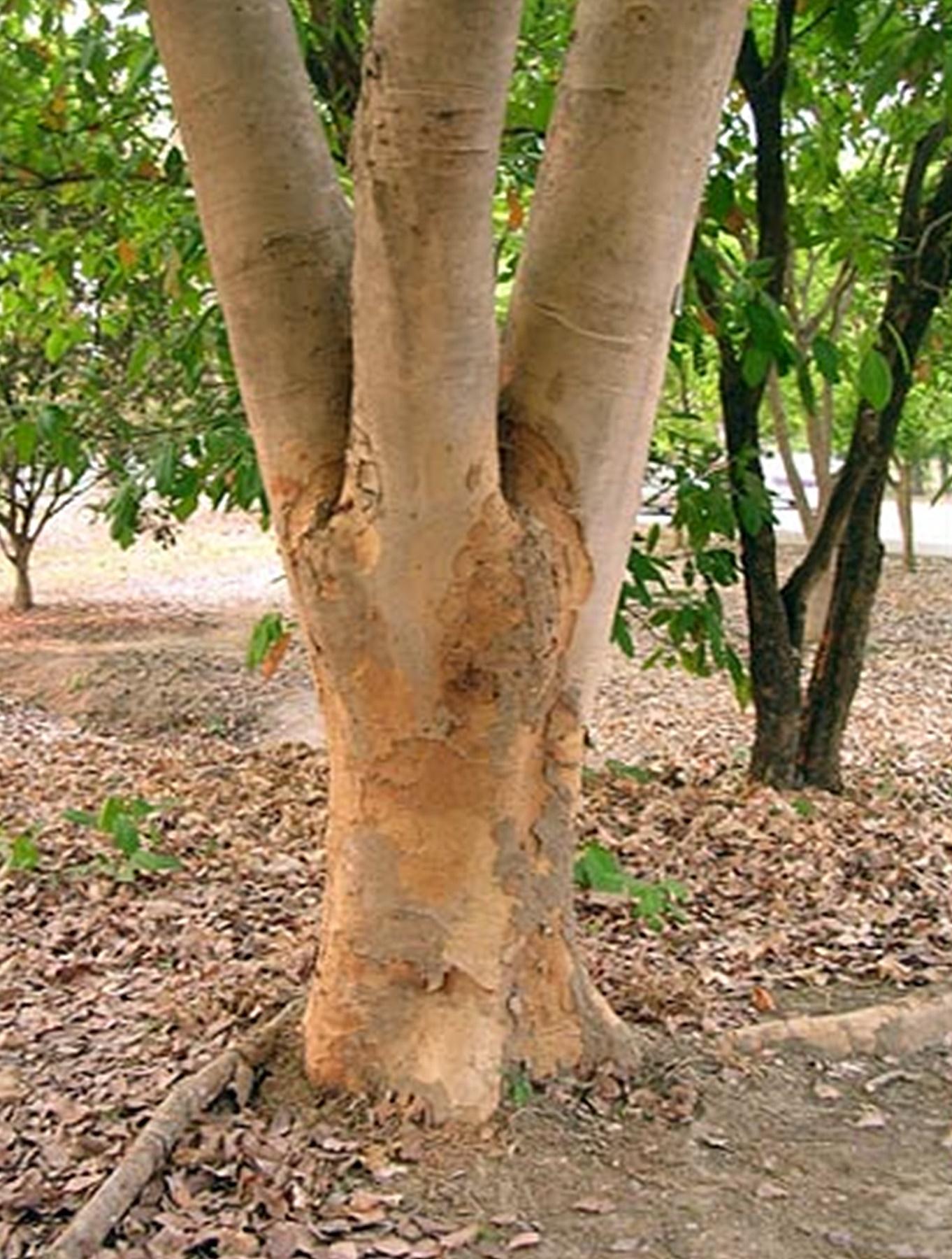 ขายส่ง 100 เมล็ด เมล็ดมะค่าโมง Makha Tree Ironwood tree Black rosewood ...