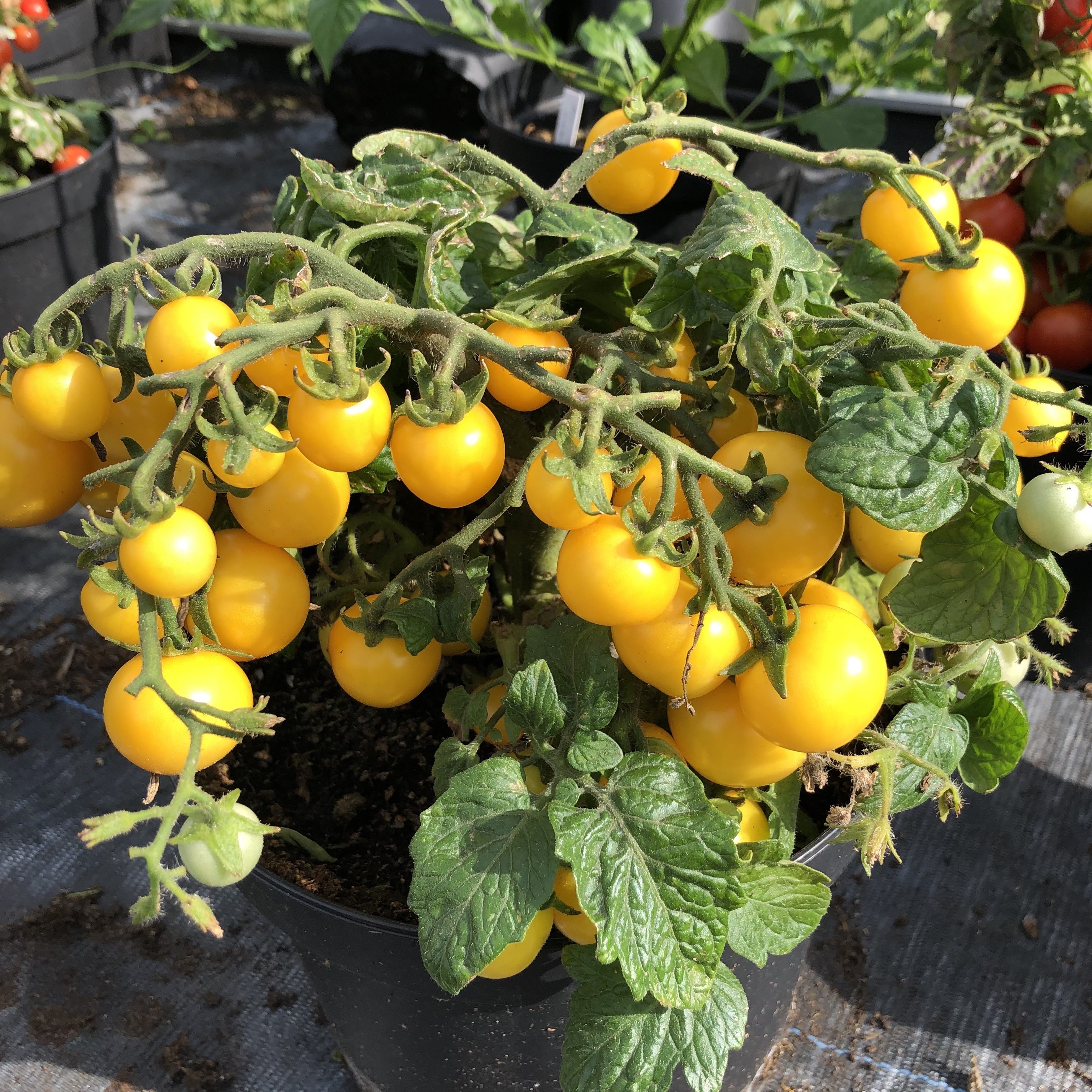 เมล็ดพันธุ์ มะเขือเทศ (Aztek Micro Dwarf Tomato Seeds) | Lazada.co.th