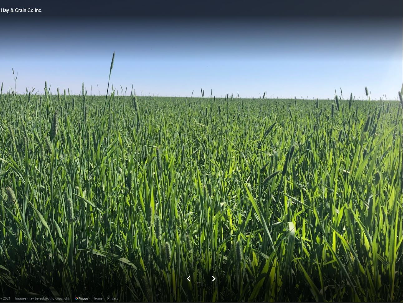 หญ้ากระต่าย ทิมโมธี พรีเมี่ยม Timothy Premium สำหรับ กระต่าย เฟอร์เรส ...