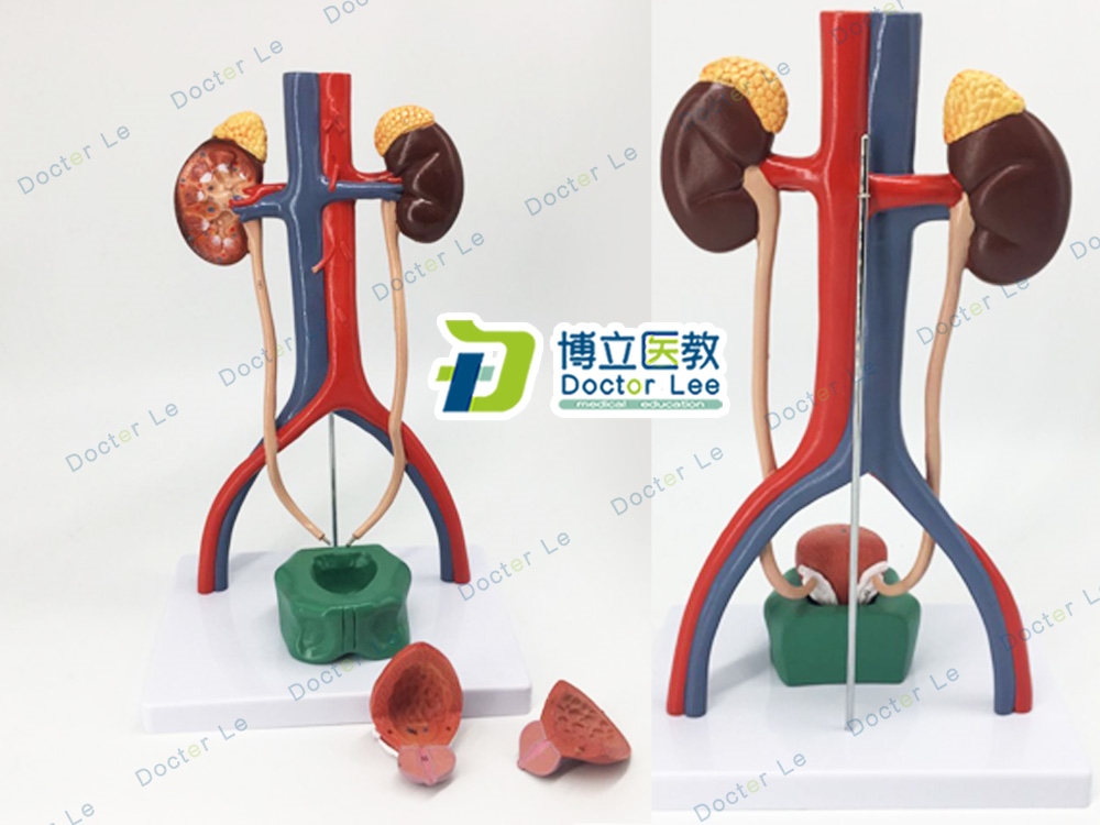 Our body's urinary system model of kidney and ureter bladder urethral ...