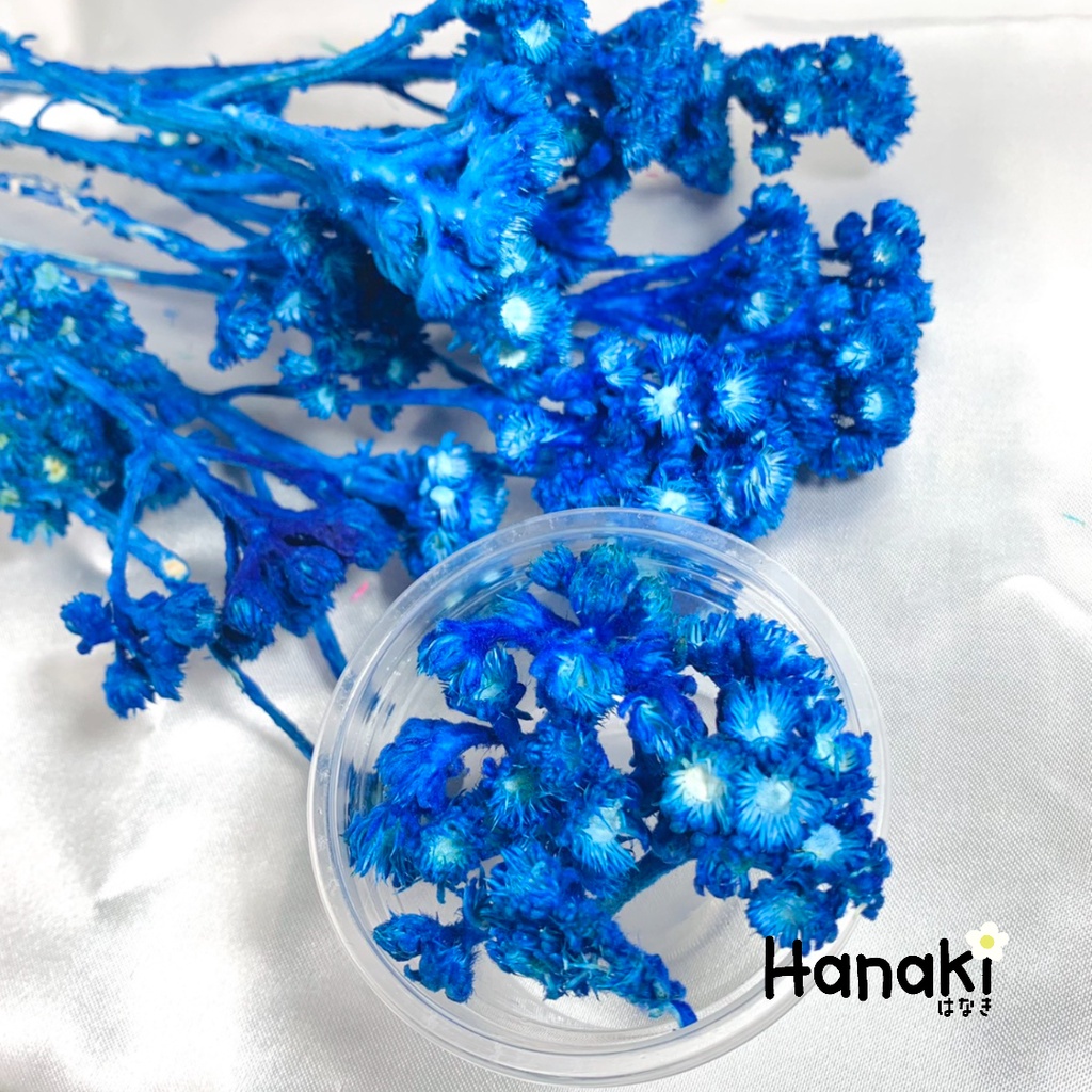 พร้อมส่งดอกชมพูทิพย์ (Momo flower) ดอกไม้ทับแห้ง ดอกไม้จริงทับแห้ง ...