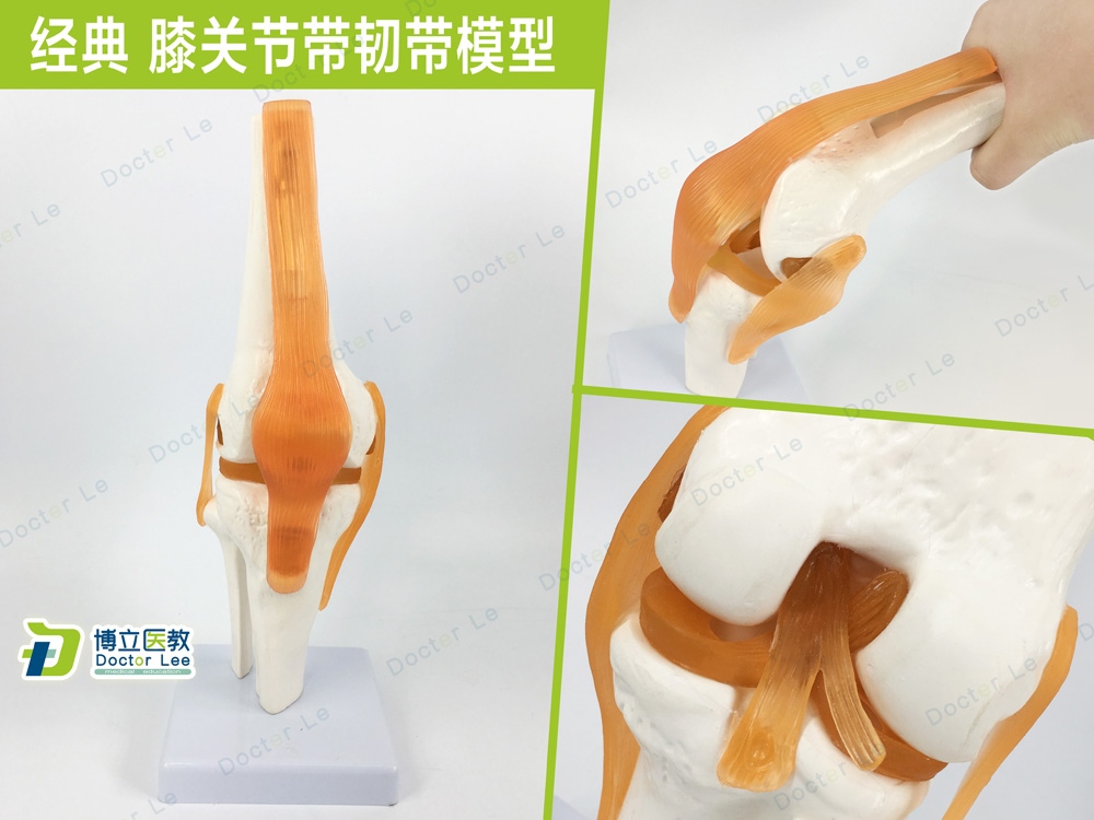 The function model of the human knee joint bone skeleton model of human ...