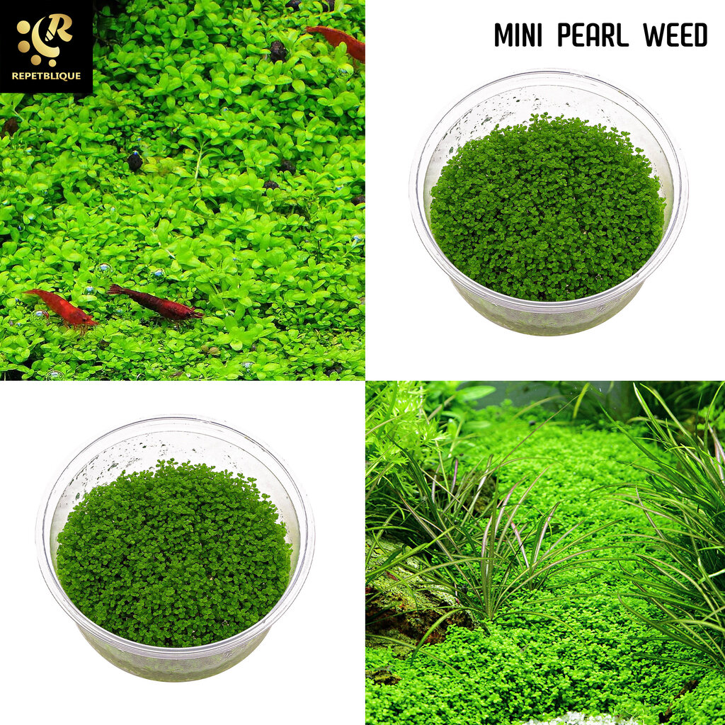 Hemianthus callitrichoides เพิลหวี้ดจิ้ว mini pearl weed ต้นไม้น้ำ ไม้ ...