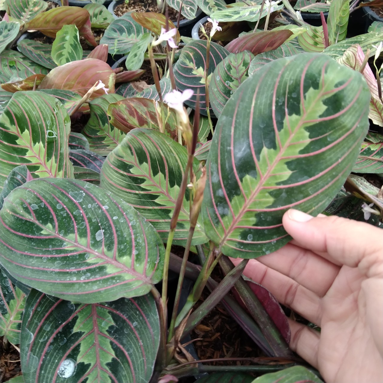 คล้ามารันต้าเรด(Maranta Red) เป็นไม้ตระกูลคล้า ใบมีเส้นสีแดงสวยเป็น ...
