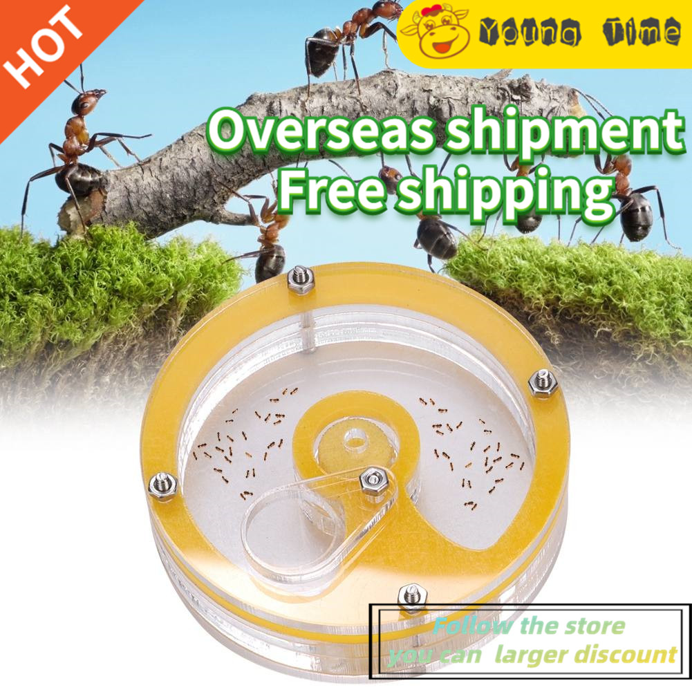 【ราคาถูกคุณภาพดี】Flat Nests Acrylic Ant Nest Moisture With Feeding Area ...