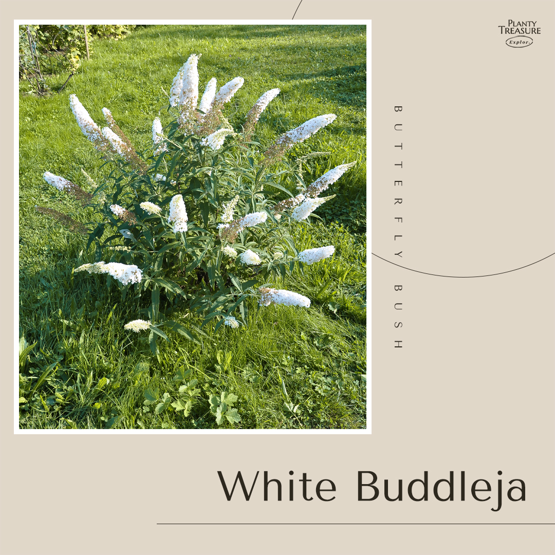 Planty Treasure หัวต้นคาลล่าลิลลี่ Sun ClubⓇ Calla lily Bulbs - Planty ...