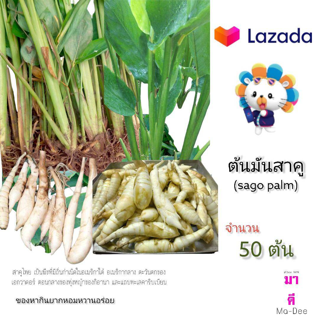 ออดิบ คูน โชน ทูน อ้อดิบ ต้นพันธุ์ ออดิบสวยงาม บอนออดิบเพิ่มความเขียว ...