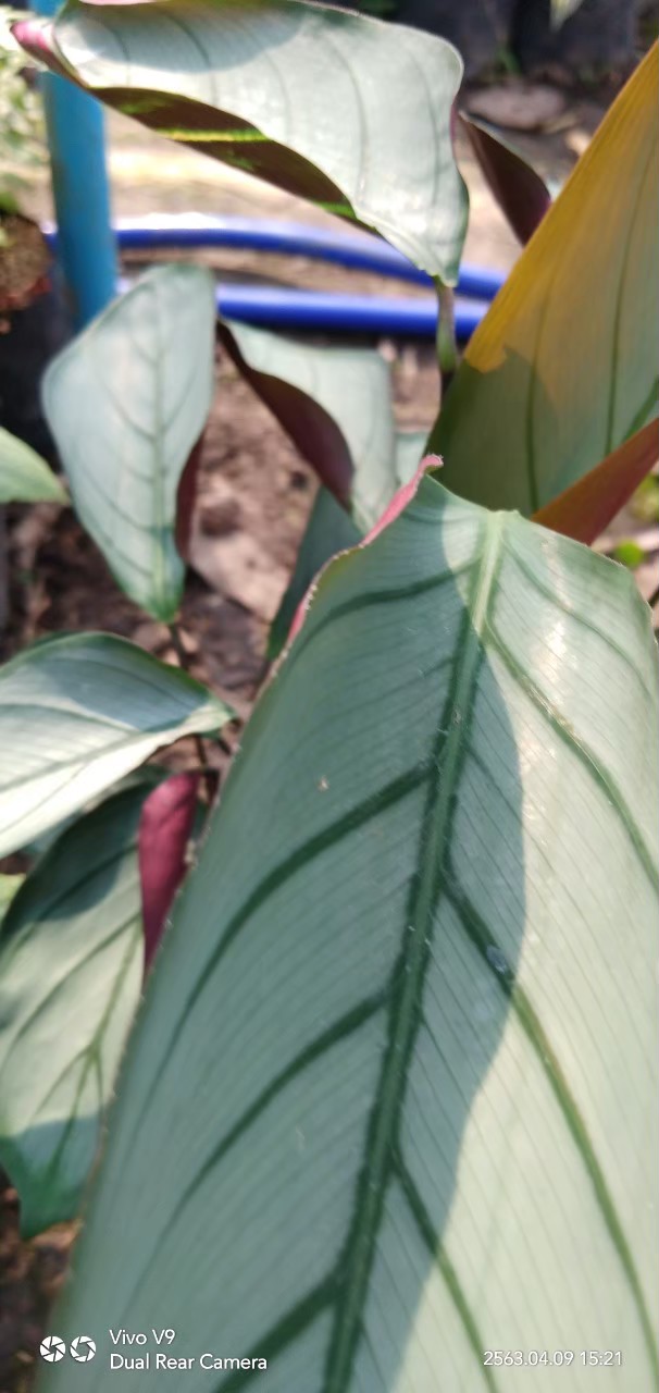 คล้าทีแนนเท ซีโตซา เกรย์สตาร์ (C. setosa Gray star) คล้าหายาก ปลูกง่าย ...