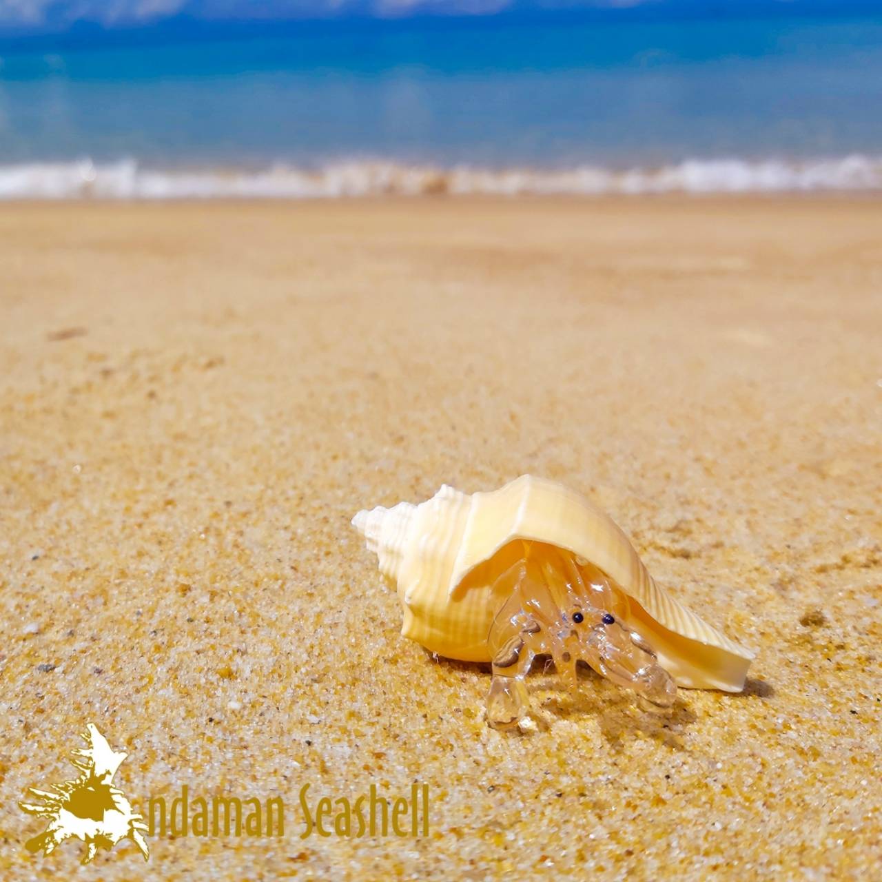Andaman seashell แก้วเป่าติดเปลือกหอย รูปปูเสฉวน ติดเปลือกหอย 84 ...
