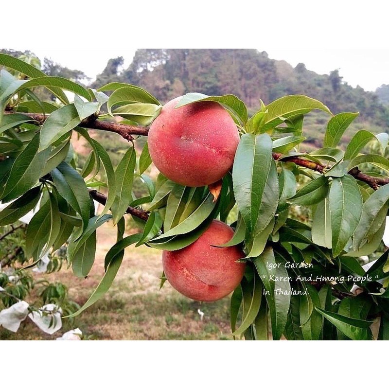 กล้าพีช พันธุ์ ซัมเมอร์เลดี้ ( Summer Lady Peaches )( กล้าเสียบยอด ...