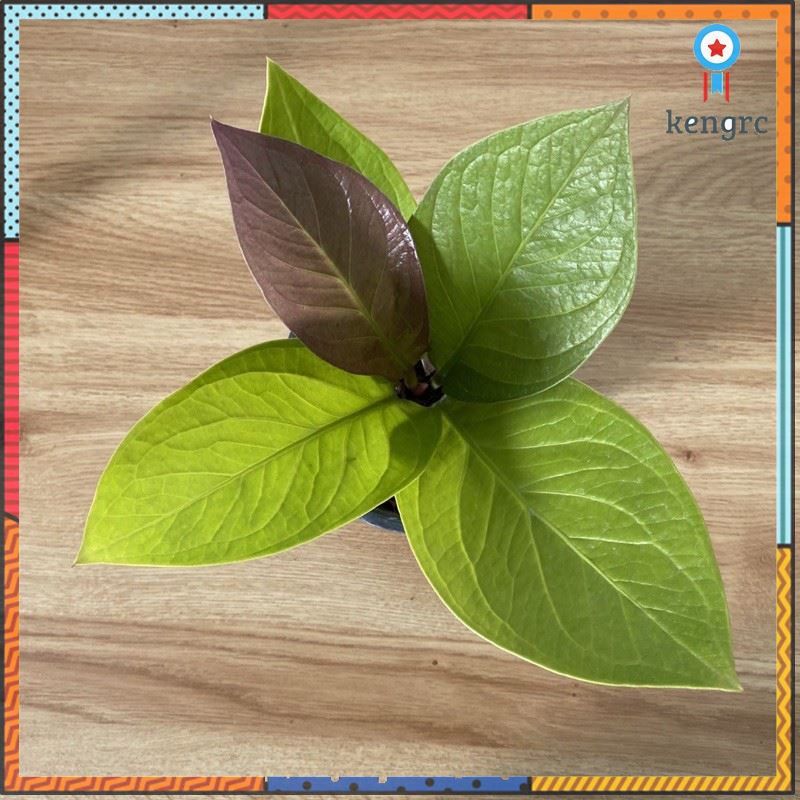 Anthurium Golden Jenmanii เศรษฐีเงินหนาสีทอง ยอดขายดีอันดับหนึ่ง ...