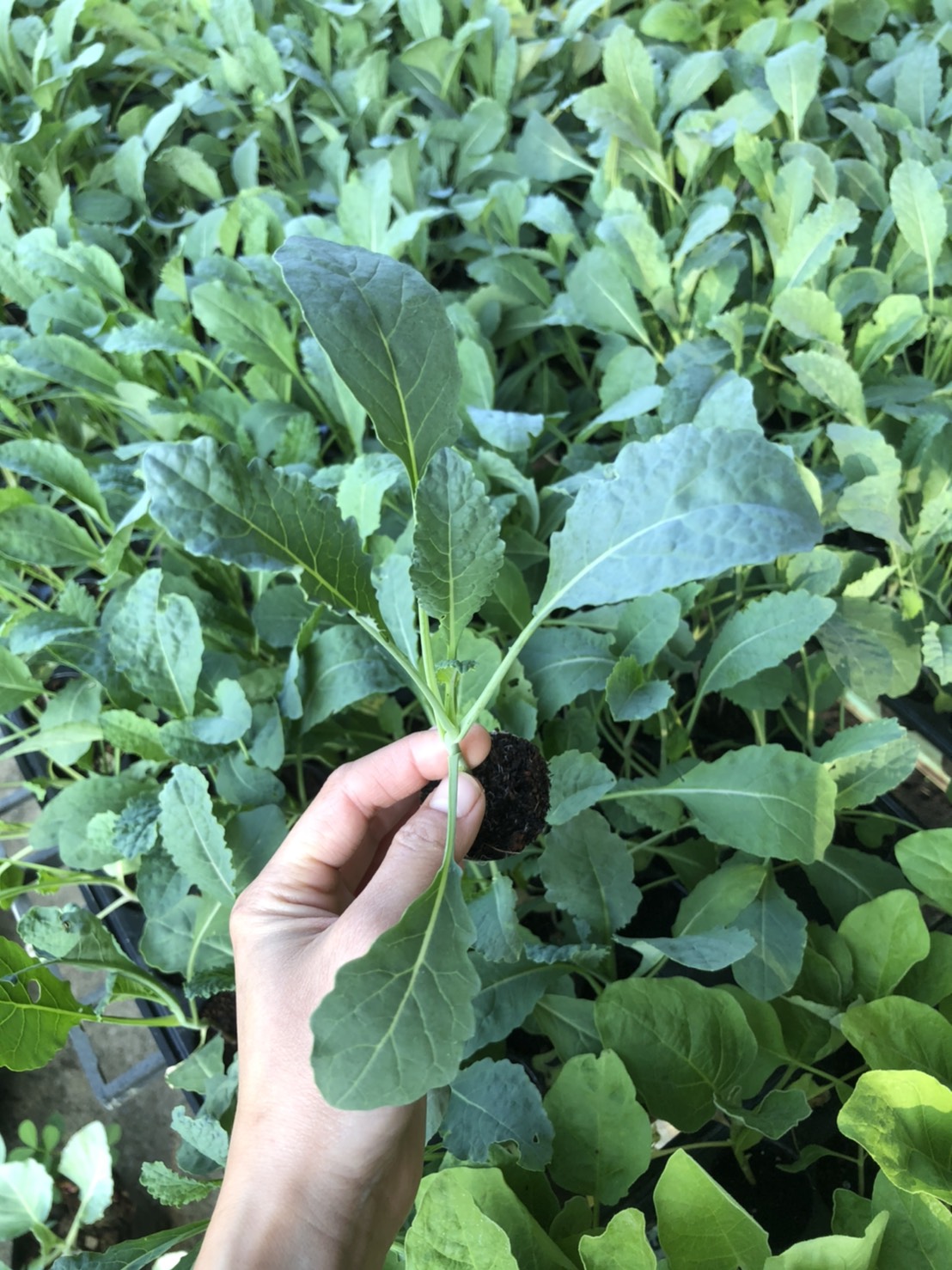 กล้า ลำไยสีชมพู ลำใยสีชมพู พร้อมปลูก 1-2 ปีติดผล - Kondok Garden - ThaiPick