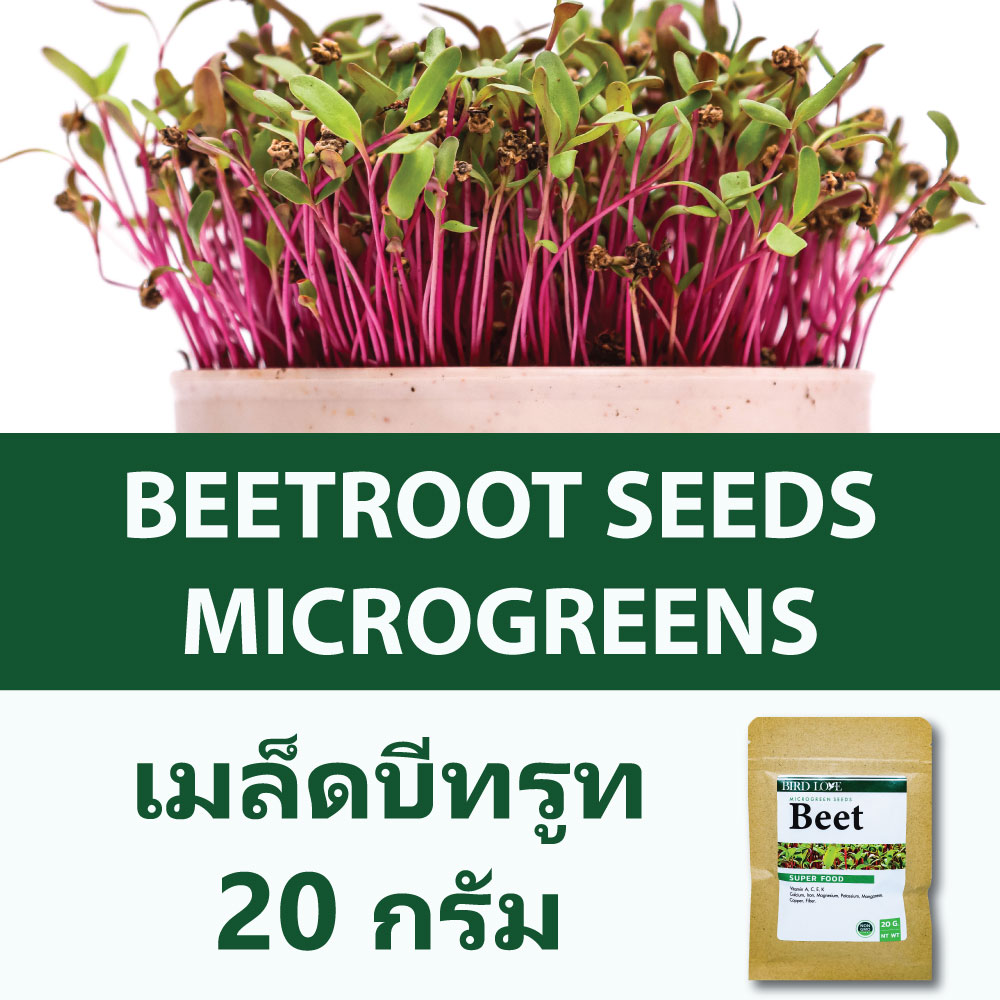 เมล็ดไมโครกรีนบีทรูท 20 กรัม Beetroot Microgreens seeds 20 g. | Lazada ...