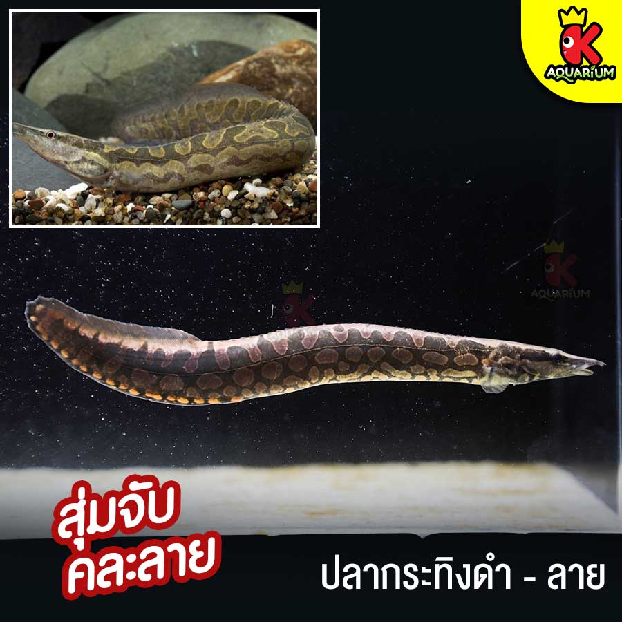 ปลาหลดภูเขา(Macrognathus circumcinctus) ไซส์ 8cm-15cm ปลากระทิงดำ-ลาย ...