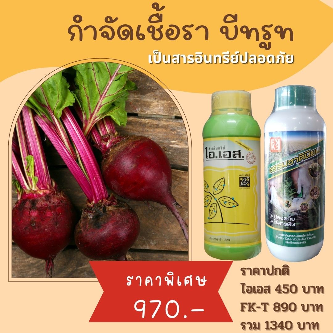 บีทรูท ต้นเน่า ใบไหม้ กำจัดโรคบีทรูท จากเชื้อราต่างๆ ปลอดสารพิษ ไอเอส ...