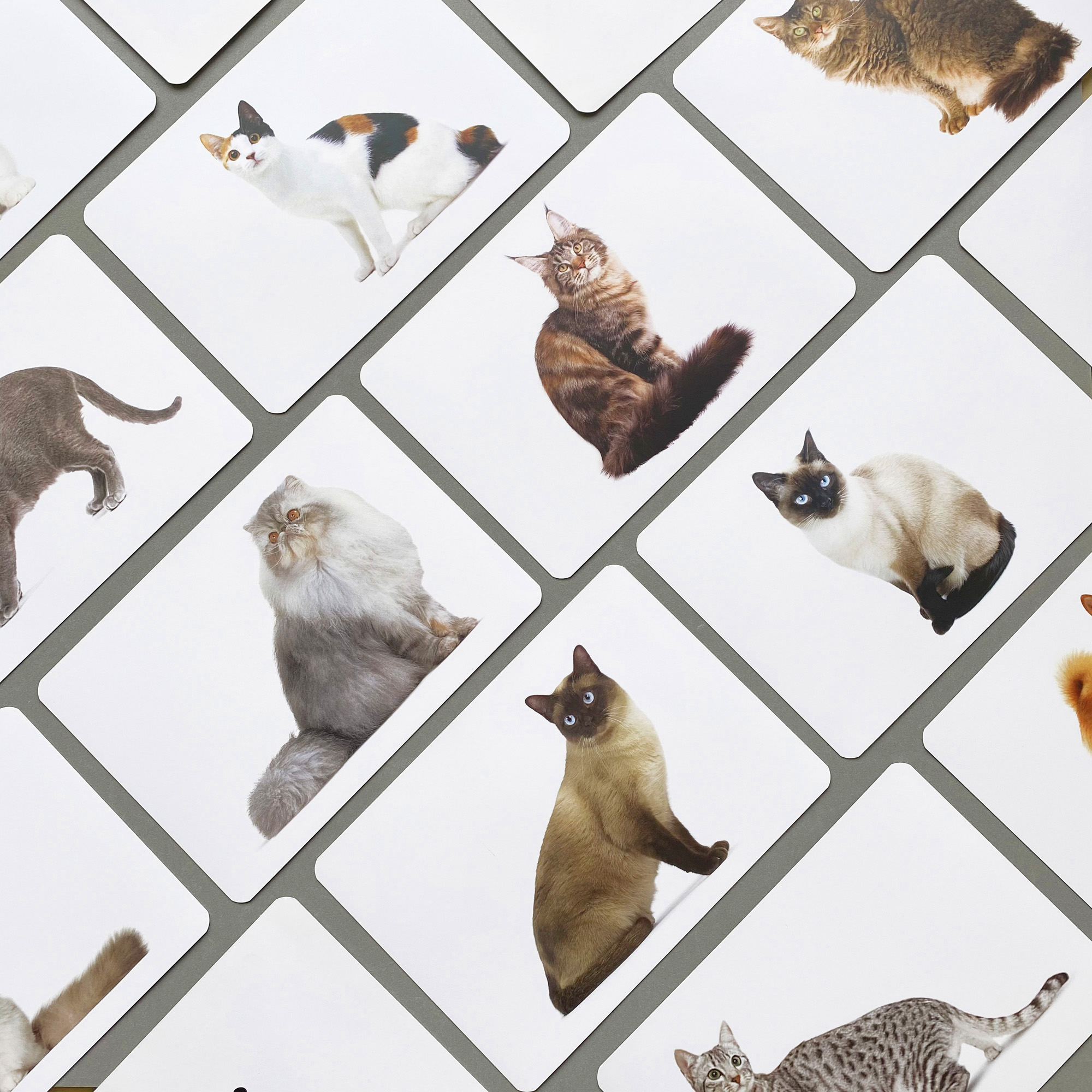 Flash card แมว (Cat breeds) จำนวน 25 ใบ ขนาด A5 kp 039 - winnashop ...
