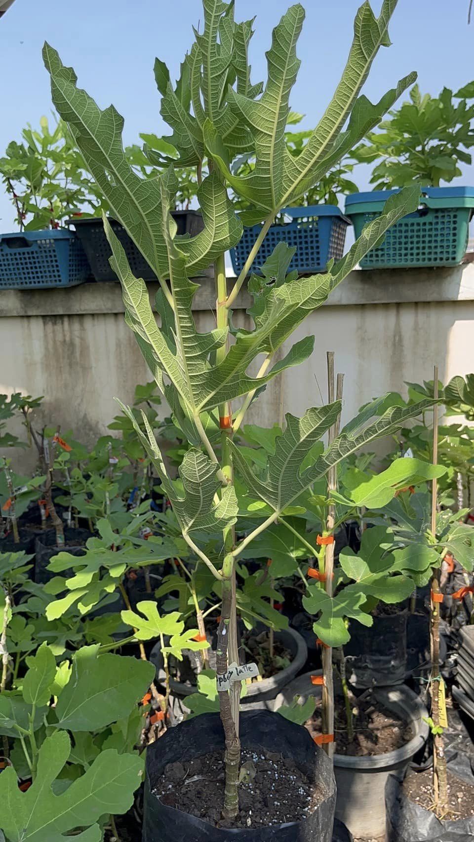 ต้นมะเดื่อฝรั่งสายพันธุ์ Raspberry latte | Lazada.co.th