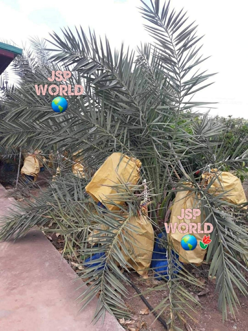 ตัวเมีย ต้นอินทผลัม Nawader (นาวาเดอร์) อินทผลัม เพาะเยื่อ UAE นิยมกิน ...
