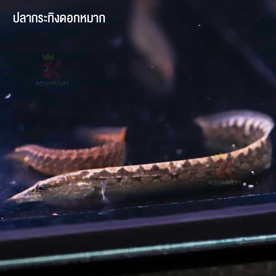 ปลาหลดภูเขา(Macrognathus circumcinctus) ไซส์ 8cm-15cm ปลากระทิงดำ-ลาย ...