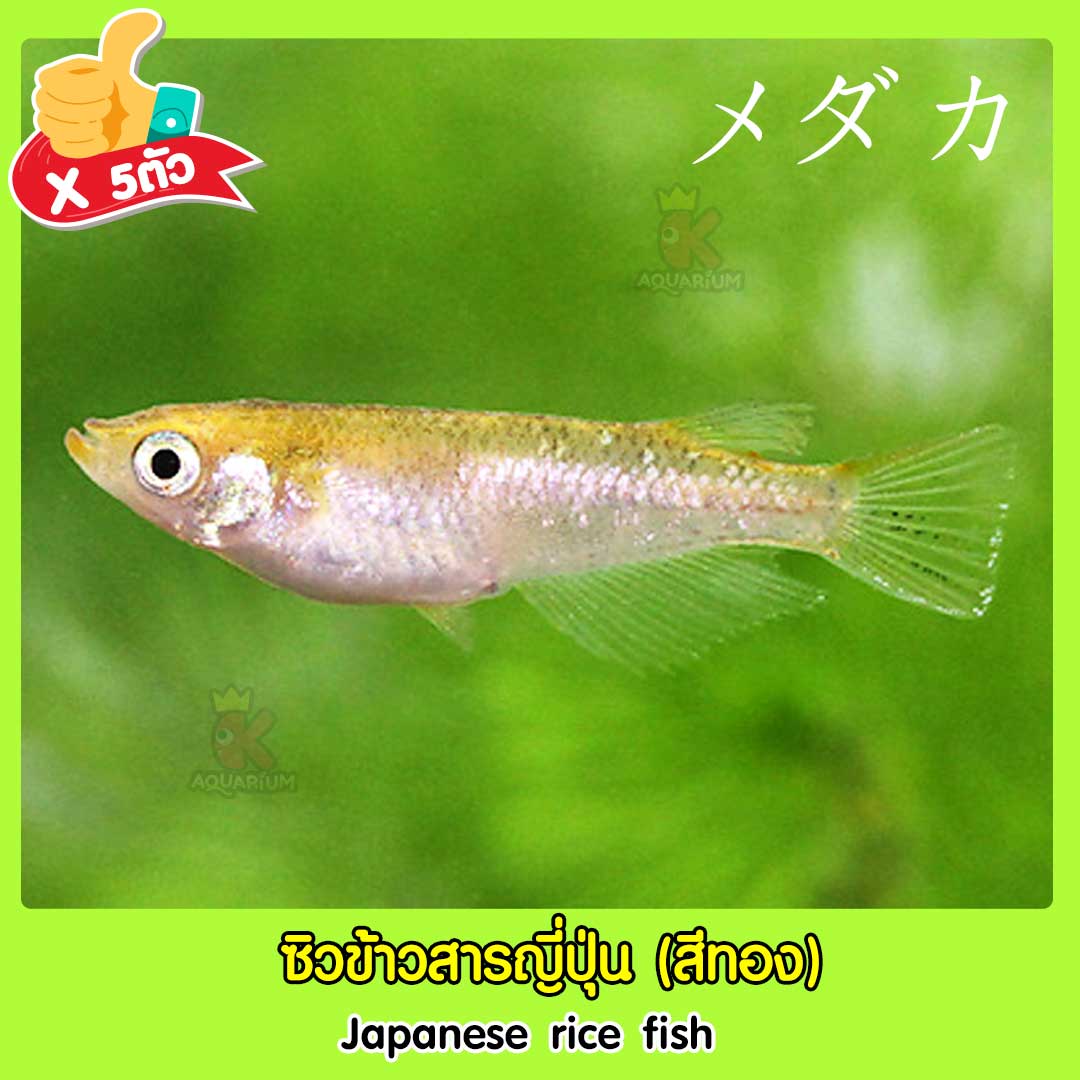เมดากะ ปลาซิวข้าวสารญี่ปุ่น (Japanese rice fish) สีทอง ปลาตู้ไม้น้ำ สี ...