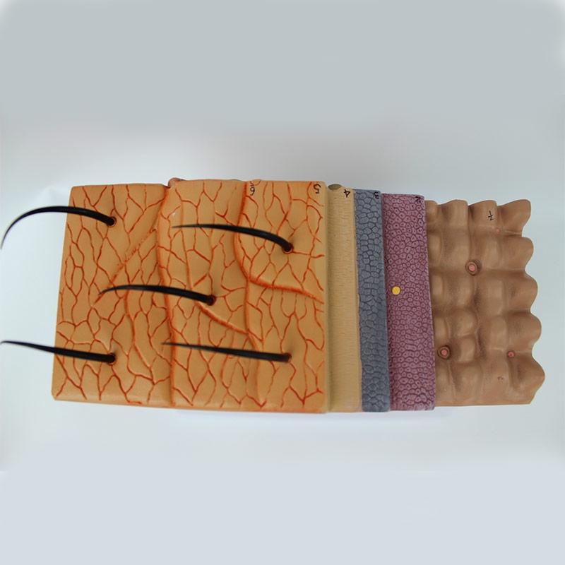 Skin Model, 35X Skin and Hair Structure Enlarge Model Anatomical Model ...