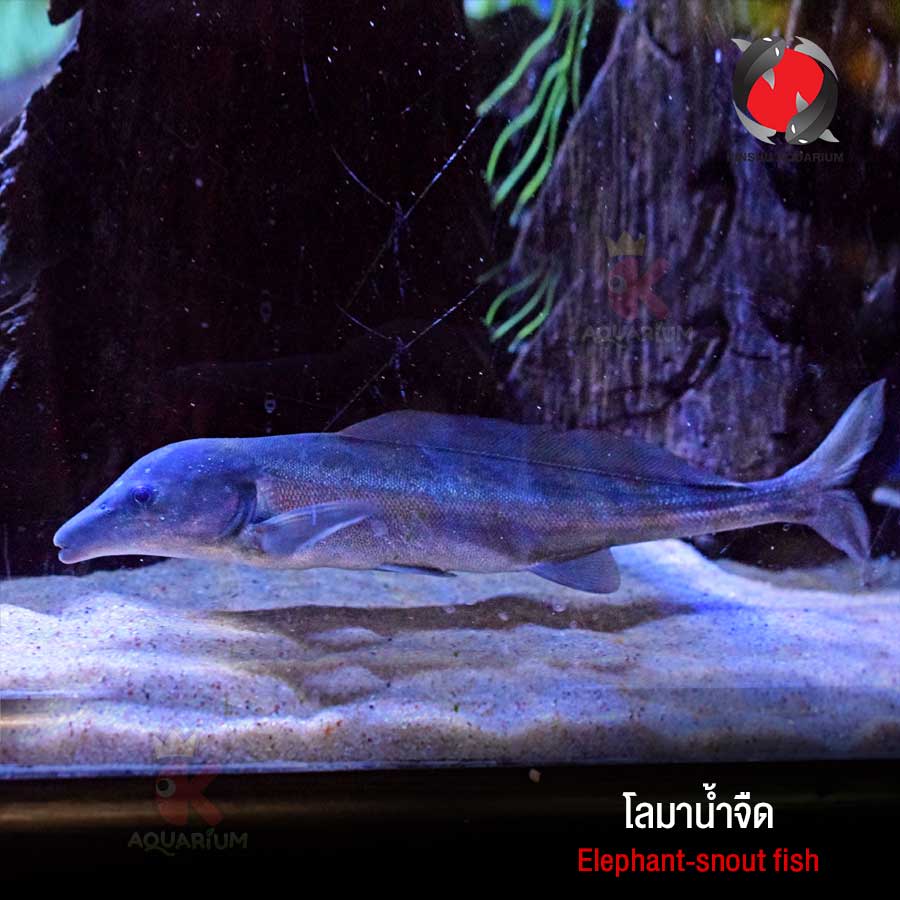 ปลาโลมาน้อย หรือโลมาน้ำจืด ปลาสวยงาม เลี้ยงในน้ำจืดได้ น่ารัก เลี้ยง ...