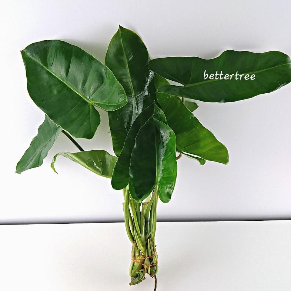 ฟินโลเขียว จำนวน 1 ช่อ ไม้ฟอกอากาศ ต้นไม้ ต้นไม้น้ำ ต้นไม้ฟอกอากาศ plants - the best plant ...