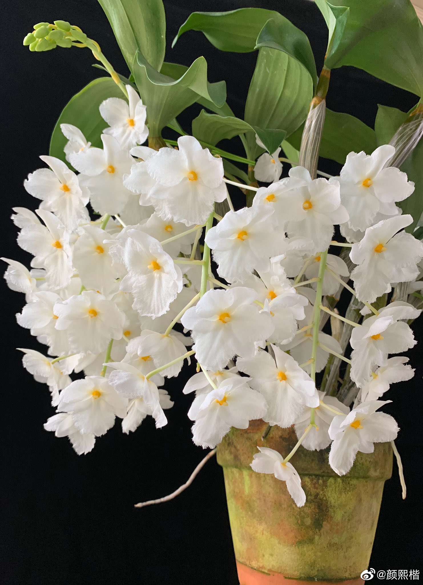 กล้วยไม้เอื้องมัจฉานุเผือก Dendrobium farmeri alba กล้วยไม้พันธุ์แท้ดอก ...
