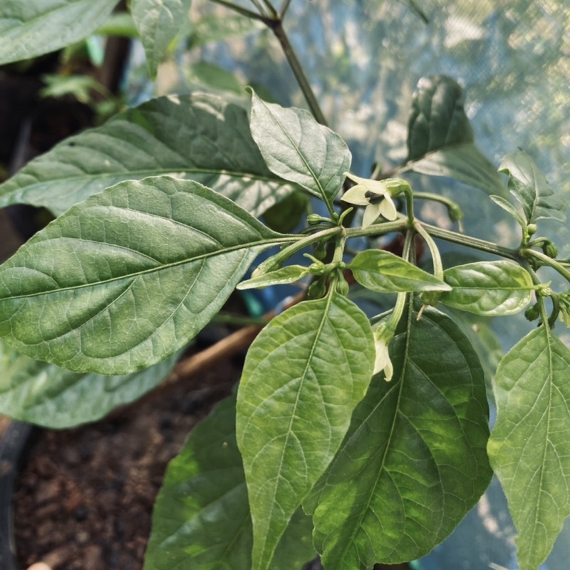 ( Wowowow+++) ต้นพริกปีศาจ ขนาดพร้อมปลูก Bhut Jolokia pepper breed ราคา ...