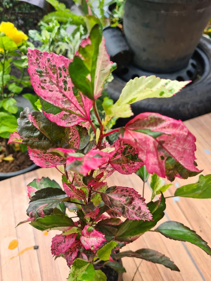 ต้นชบาด่าง ถุงชำ 2 นิ้ว(ขั้นต่ำ 5 ต้น) - noipunmai market tree - ThaiPick