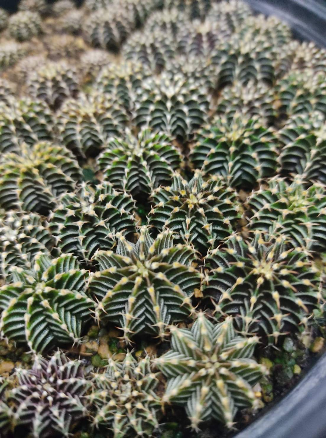 กระบองเพชร CACTUS LB2178 ตัวแท้ คละไซต์ (8-11พู) แม่ค้าขออนุญาตเลือกต้นสวยๆให้นะคะ - กระบองเพชร ...