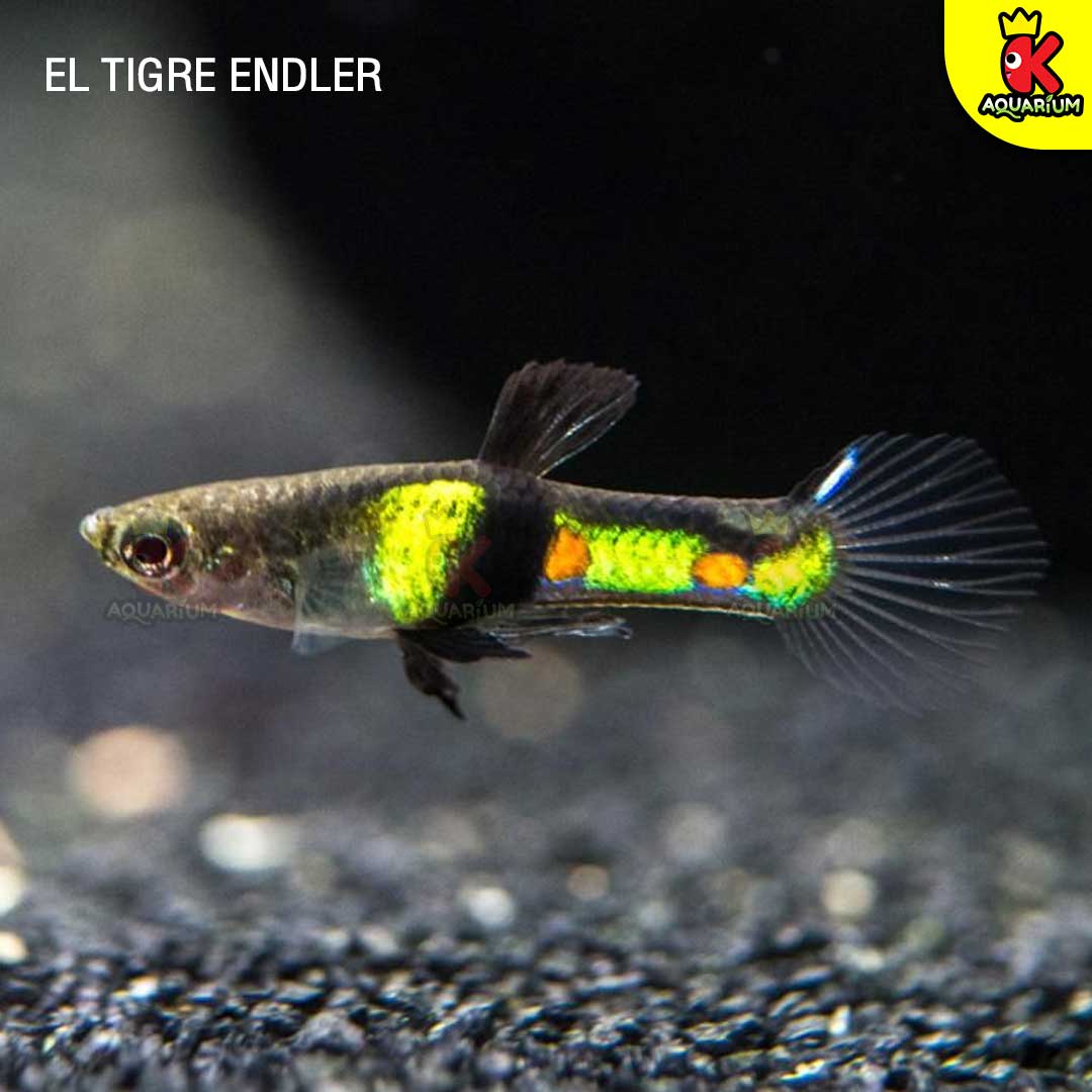 RED ENDLER SKY BLUE ENDLER EL TIGRE ENDLERGOLDEN ENLER ไซส์1.5cm (6ตัว ...