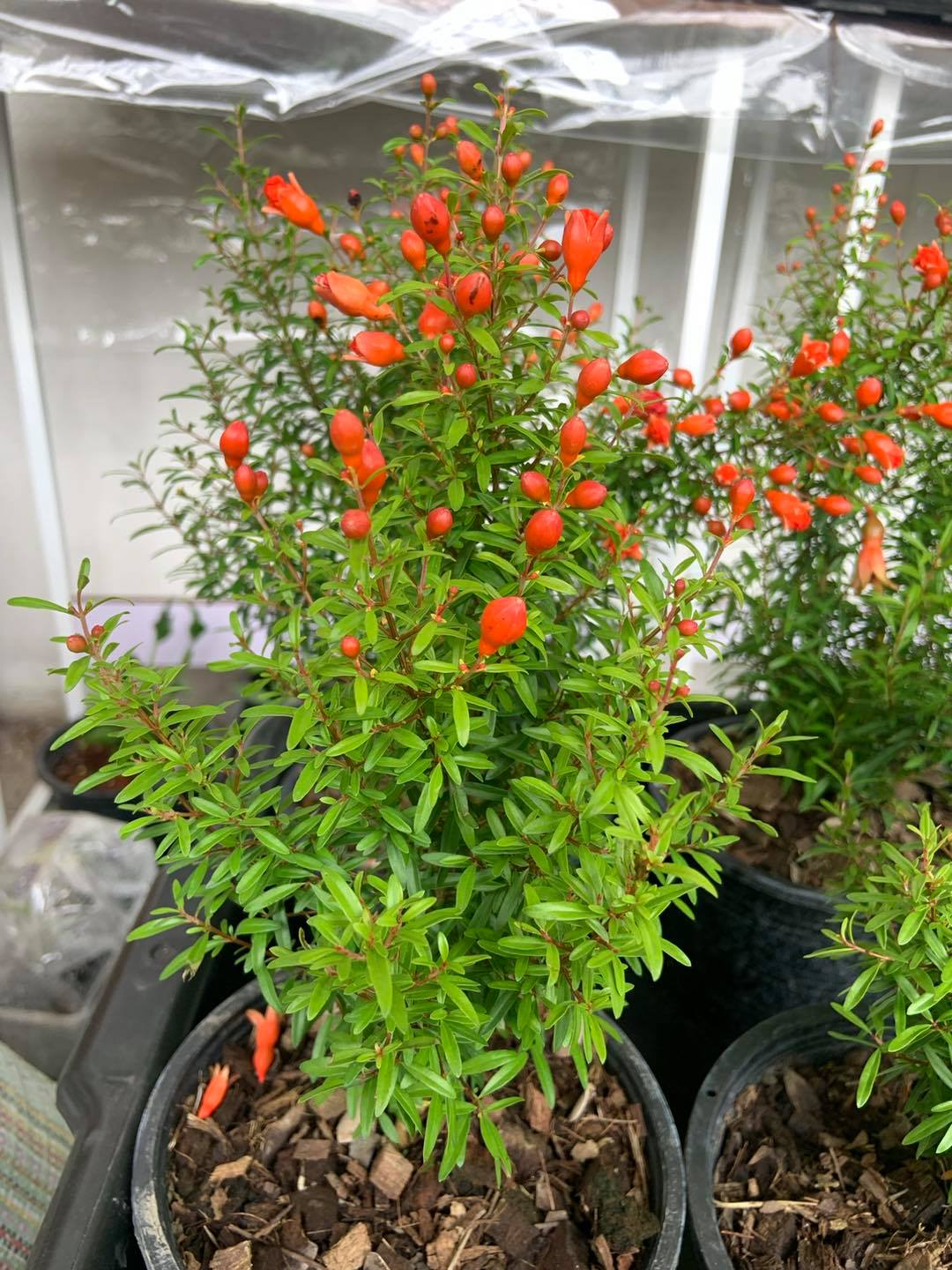 พร้อมส่ง...ทับทิมแคระ กระถาง 5 นิ้ว (ไม้มงคล) - Good All Plants - ThaiPick