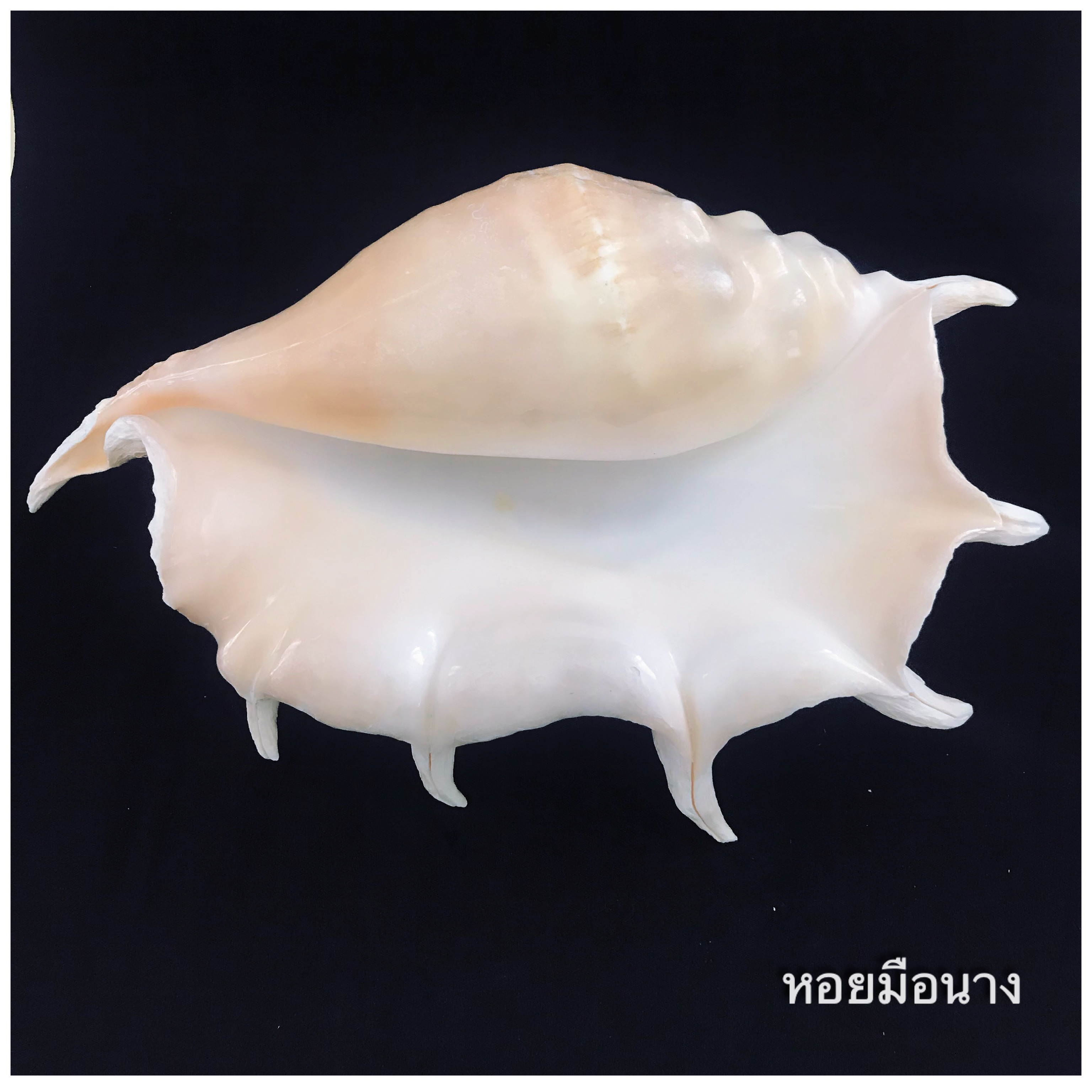 เปลือกหอย ทะเล หอยมือนาง ขนาดใหญ่ สีสันสวยงามตามธรรมชาติ มีหนามแหลม ...