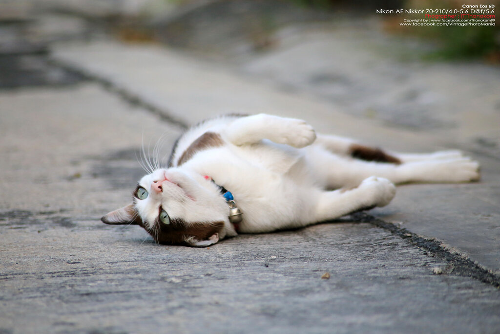 Nikon AF Nikkor 70-2104.0-5.6Hood Nikon AF-D Mount - VintagePhotoMania ...