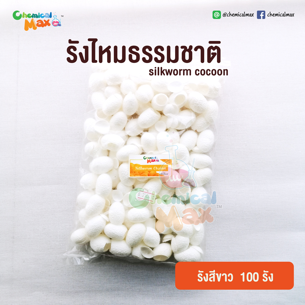 [พร้อมส่ง] รังไหม มีสีเหลืองและสีขาว Silkworm cocoon | Lazada.co.th