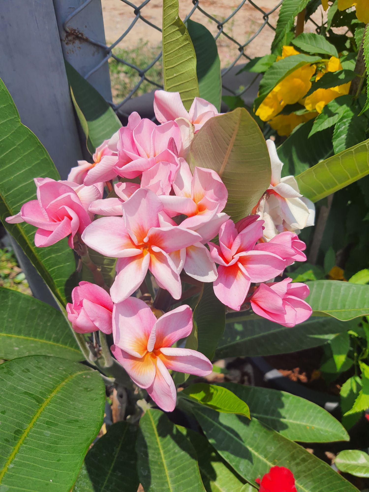 ต้นลีลาวดี พันธ์ุชมพูอรทัยออกดอกตลอดปี - Dyna Tree - ThaiPick