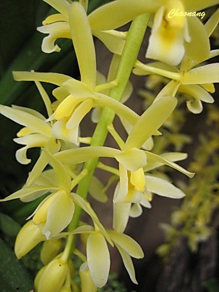 กล้วยไม้ กะเรกะร่อนเผือก กระถางแขวน 4 นิ้ว ไม้กอ มีประมาณ 3-4 ต้น ...