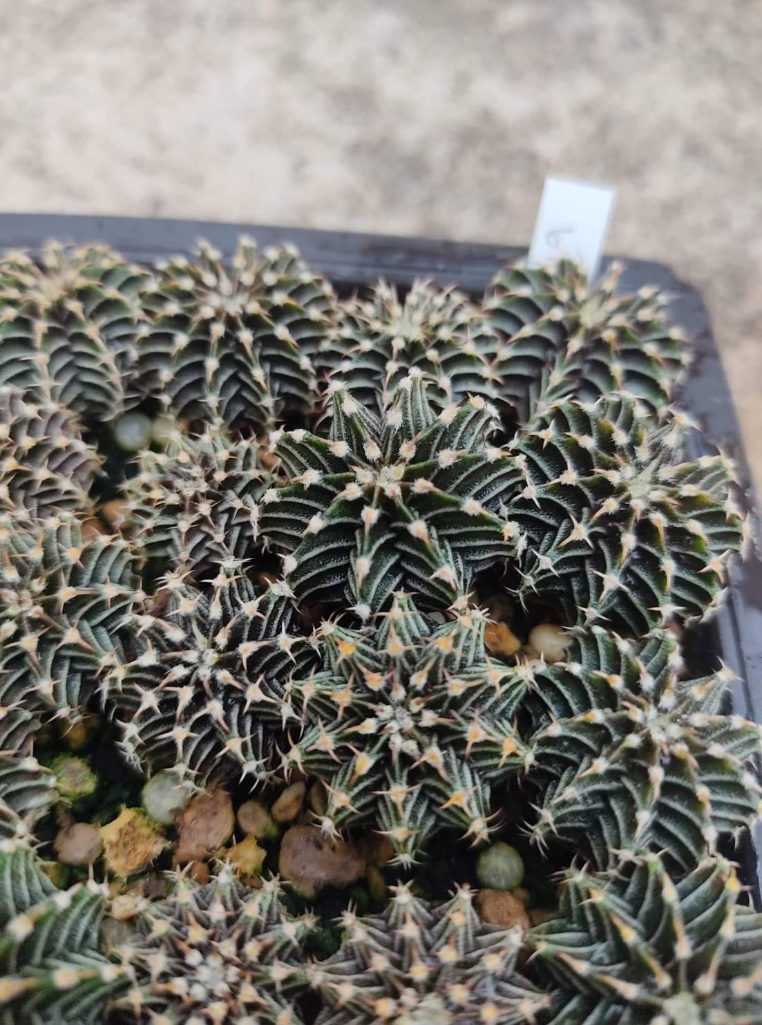 กระบองเพชร CACTUS LB2178 ตัวแท้ คละไซต์ (8-11พู) แม่ค้าขออนุญาตเลือกต้น ...