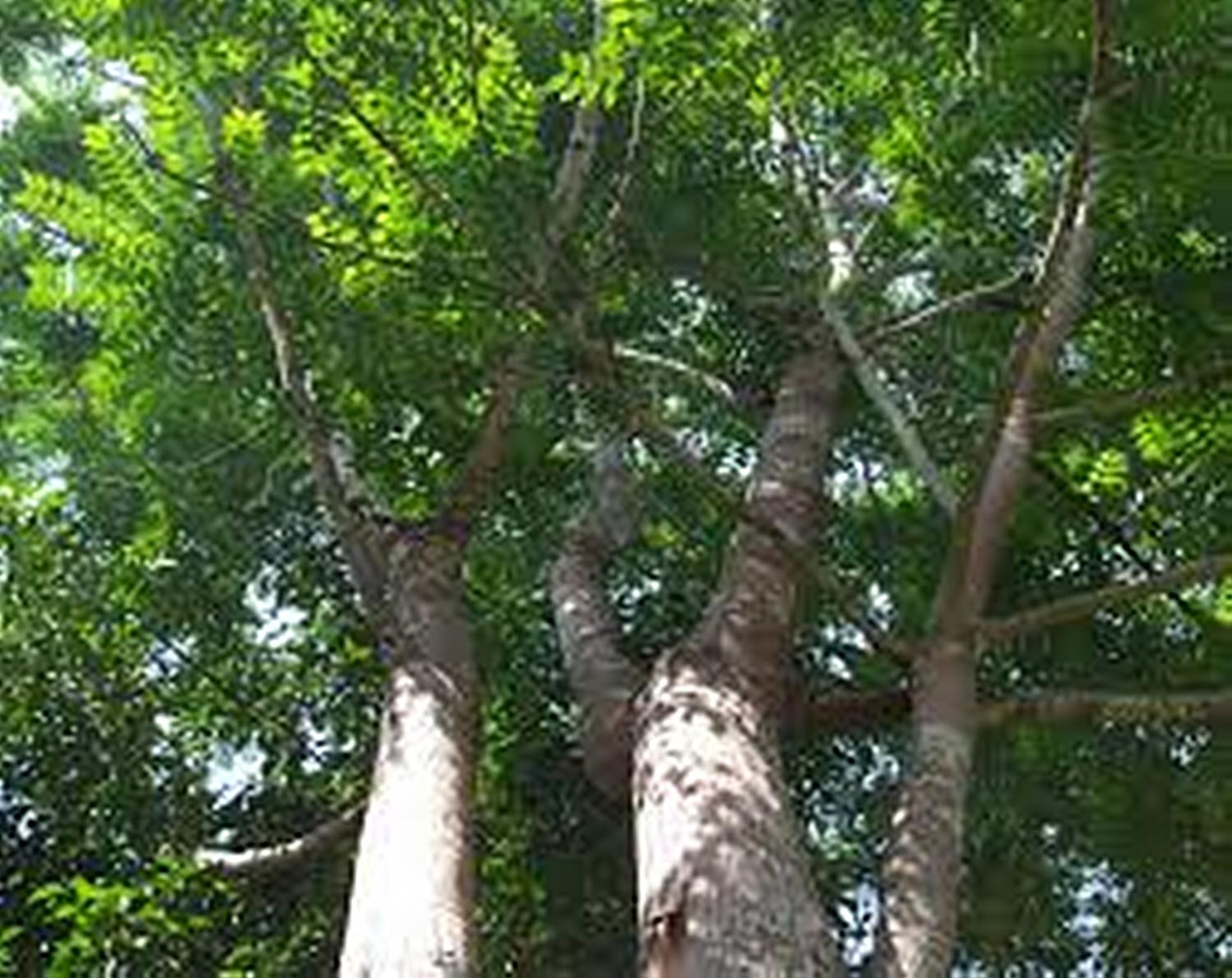 sadaothai Neem Powder เมล็ดสะเดาบด สะเดาผง บรรจุในถุงผ้าสปันบอนด์ 1 ...