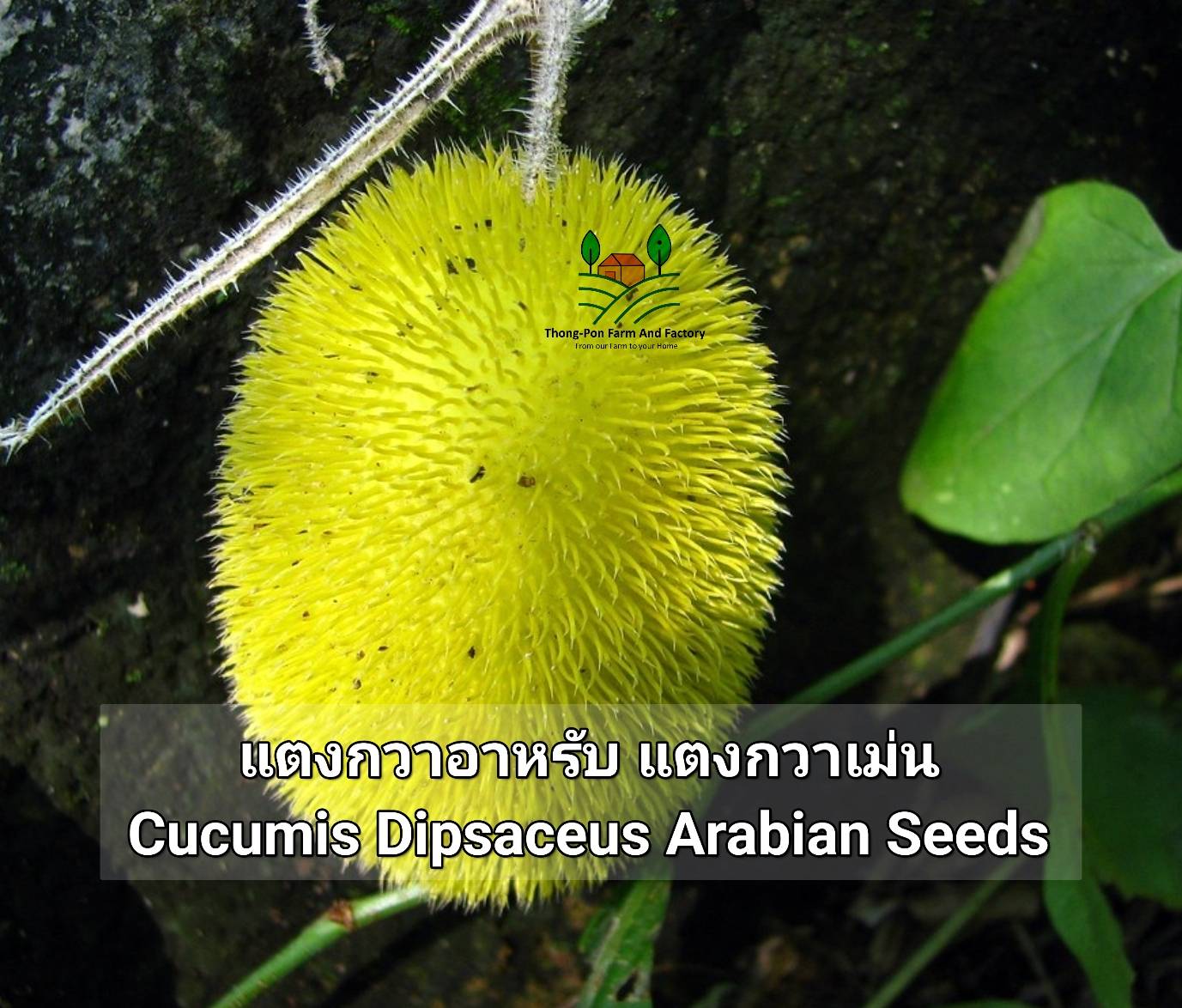 แตงกวาอาหรับ แตงกวาเม่น Cucumis Dipsaceus Arabian Seeds เมล็ดพันธุ์ ...