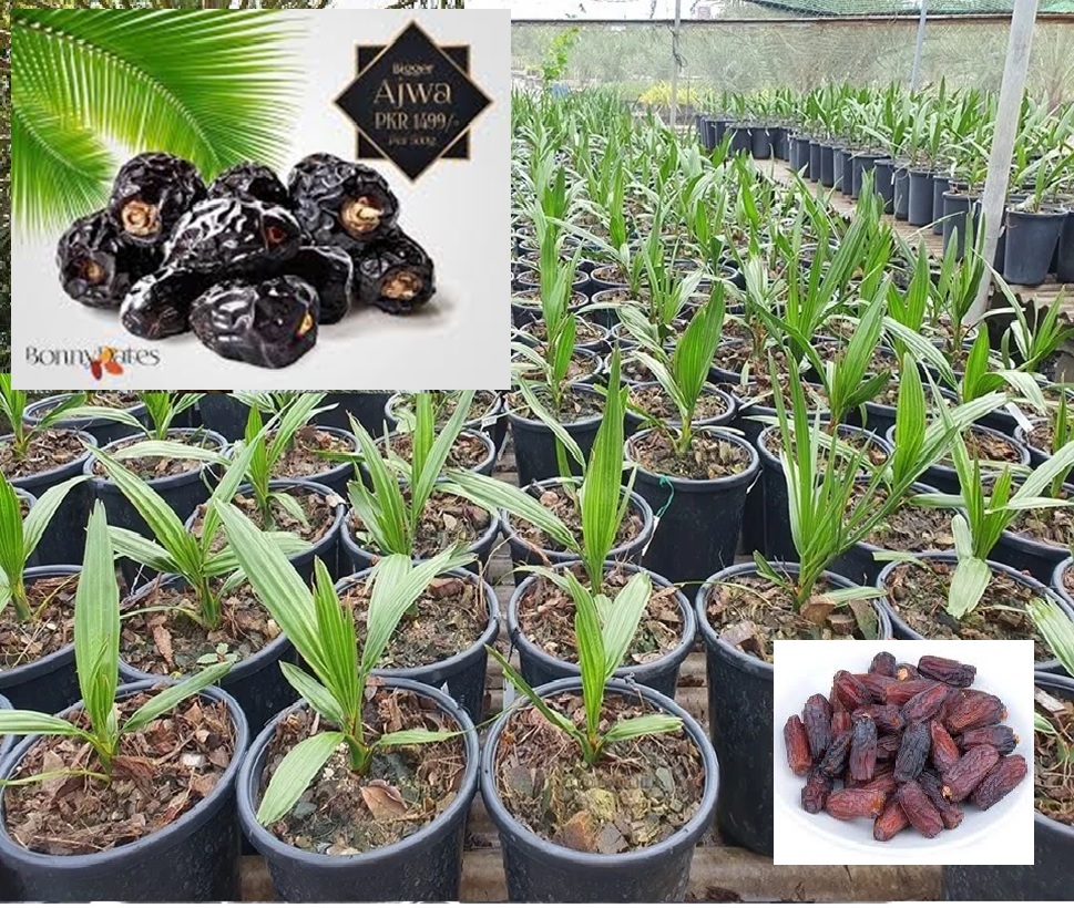 ต้นอินทผลัม Ajwah (อัจวะห์) ตัวเมีย Ajwa date เพาะเยื่อ DPD UK Lab ผลสี ...