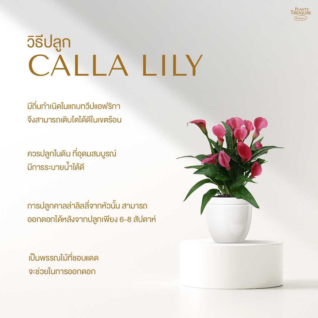 Planty Treasure หัวต้นคาลล่าลิลลี่ Sun ClubⓇ Calla lily Bulbs - Planty ...