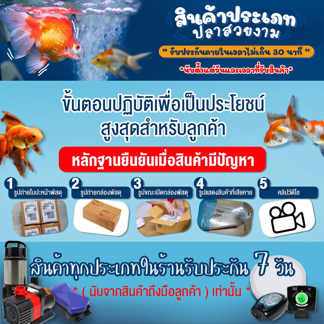 ปลาเฉี่ยวหิน (Silver Moony) ปลาสวยงาม ปลาตู้ไม้น้ำ น่ารัก คัดเกรด A ...