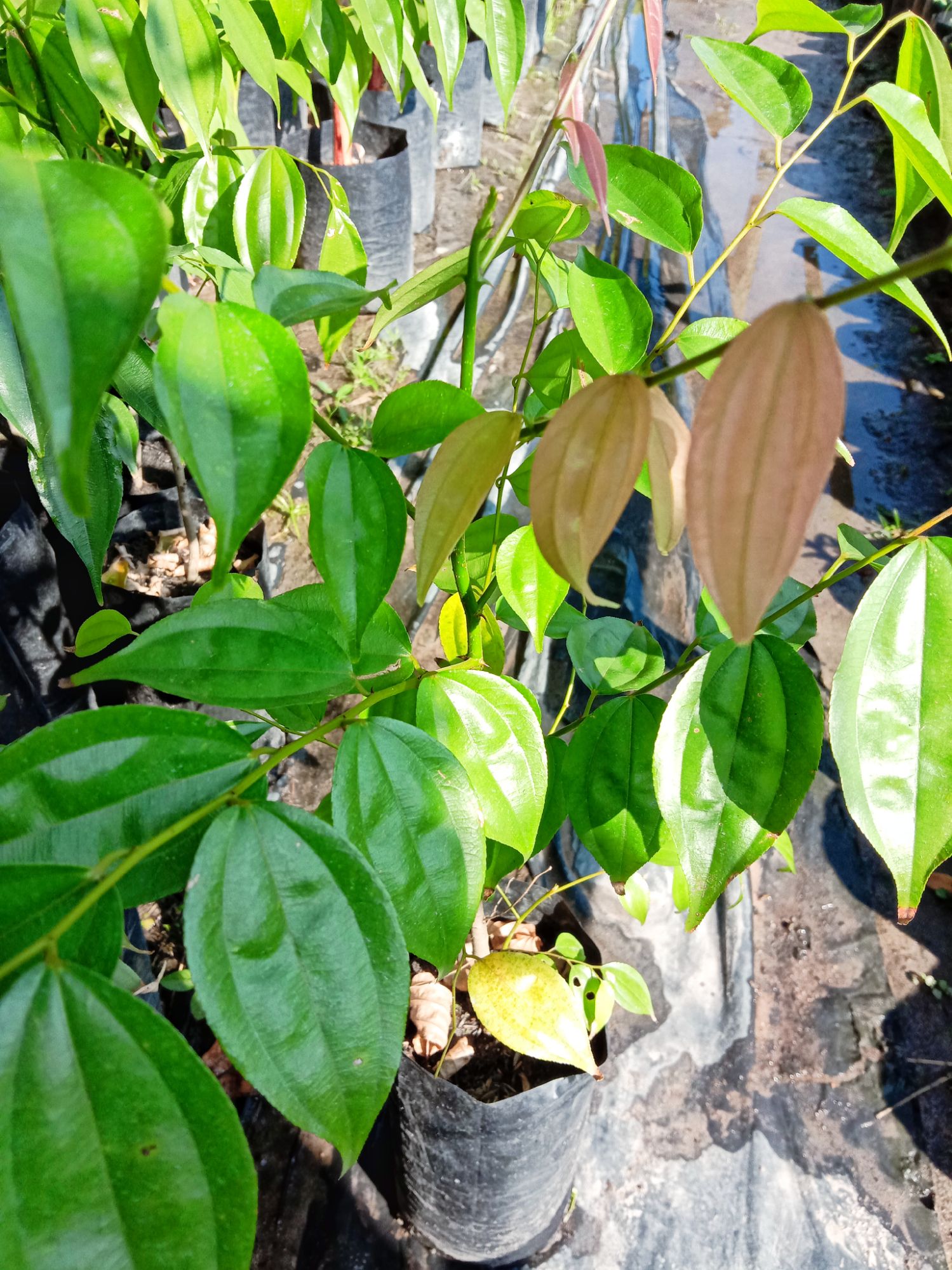 ต้นกำลังเสือโคร่ง/ขนาด60-70เซนฯ สมุนไพรบำรุงกำลังฯ | Lazada.co.th