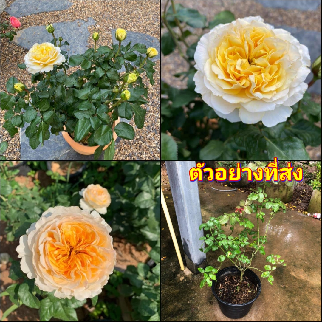 (1ต้น) ดอก ต้น กุหลาบ เบียทริซ Beatrice Rose กุหลาบเบียทริซ buncha ...