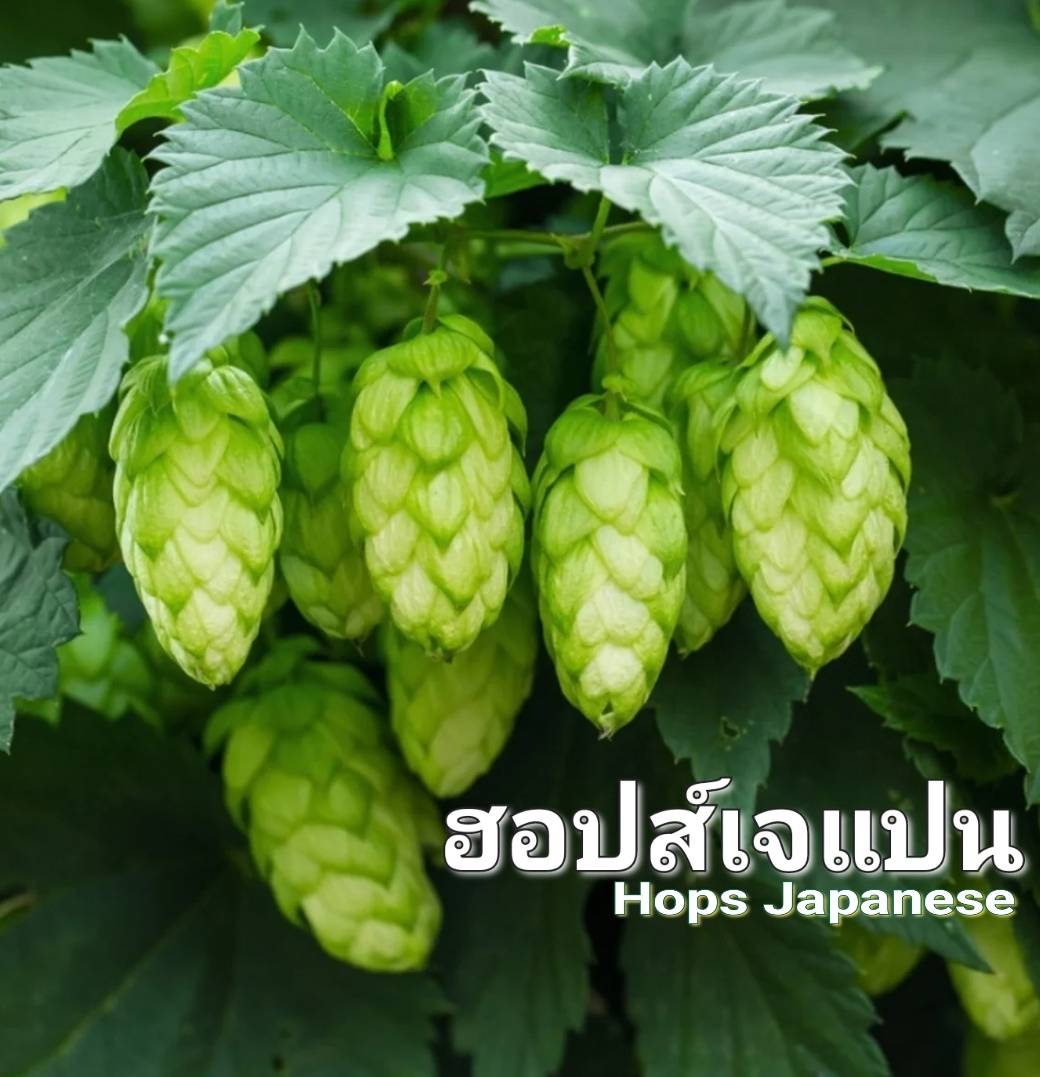 ฮอปส์เจแปน ฮอปส์ Hops Japanese Seeds เมล็ดพันธุ์ฮอปส์แบ่งขาย บรรจุ 10 ...